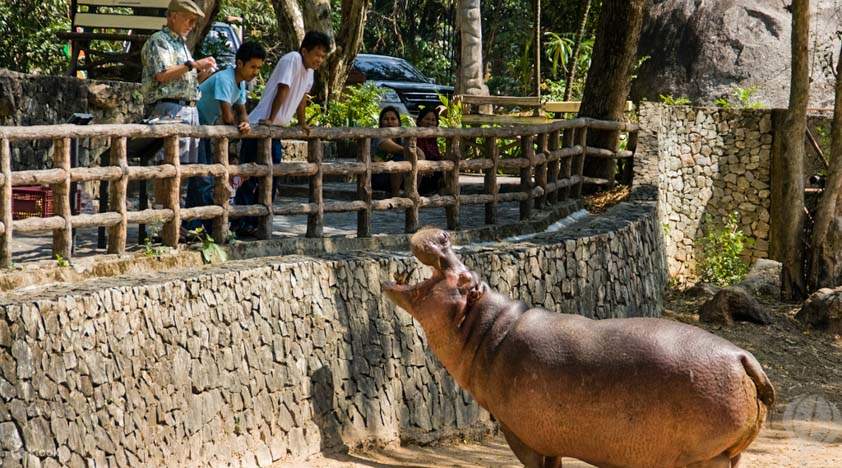 Khao Kheow Open Zoo Ticket [Thai Residents Only] - Klook